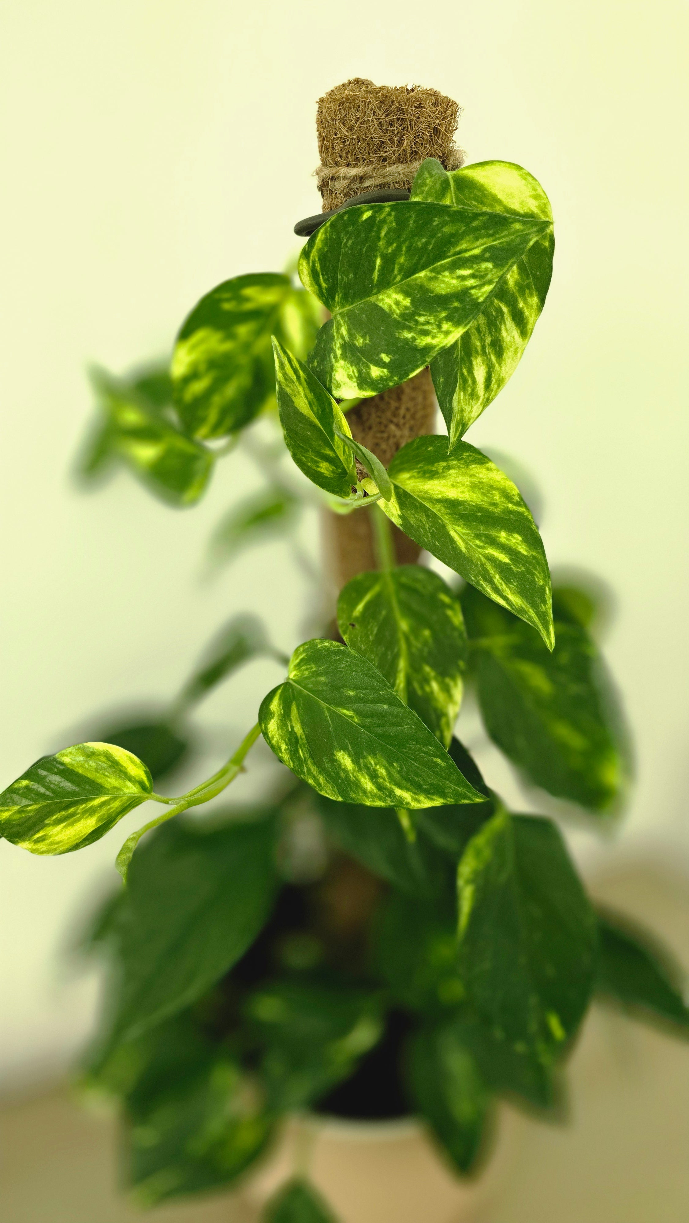 Local Pickup Only – Ivy Jungle