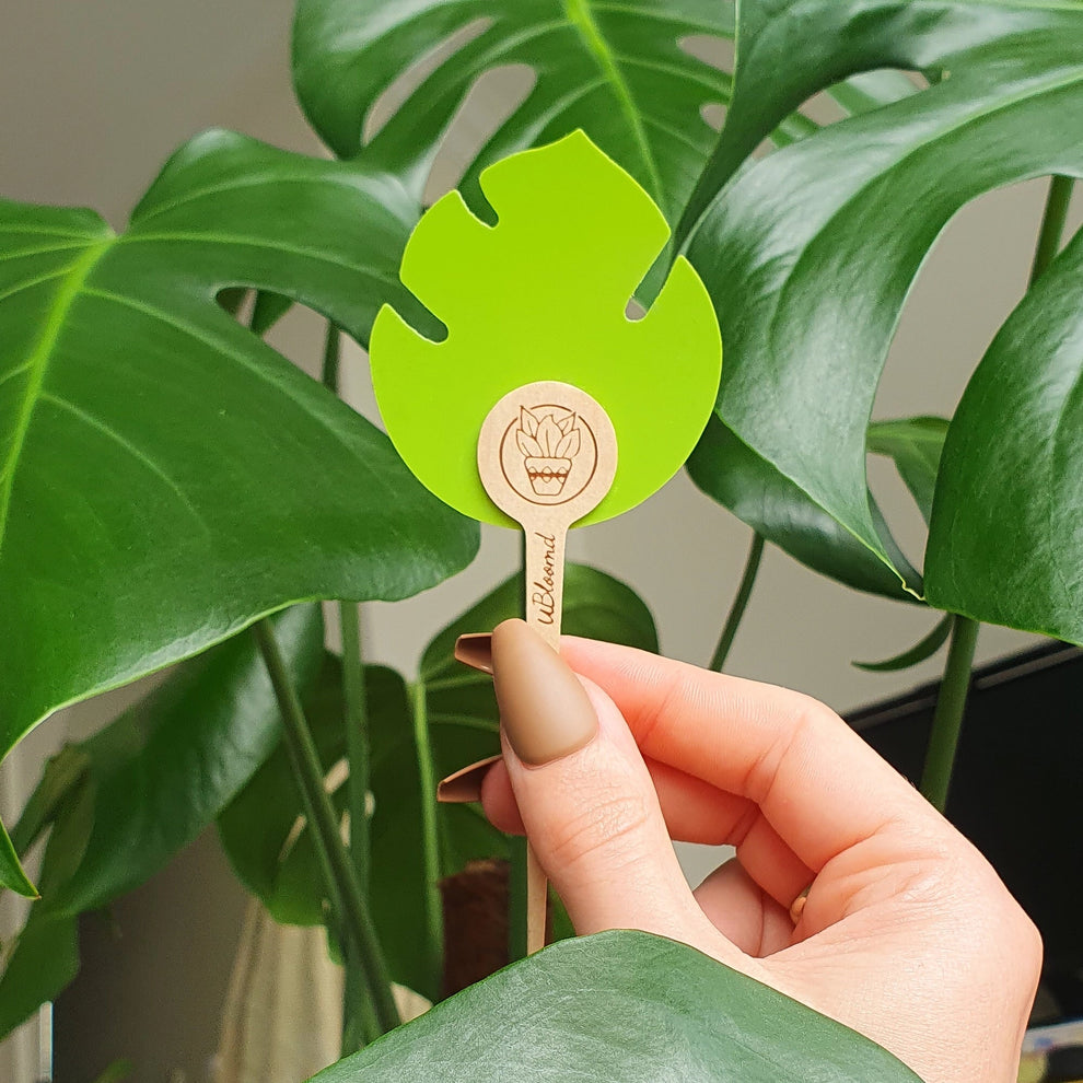 Green Sticky Traps 'Monstera Leaf' – Ivy Jungle