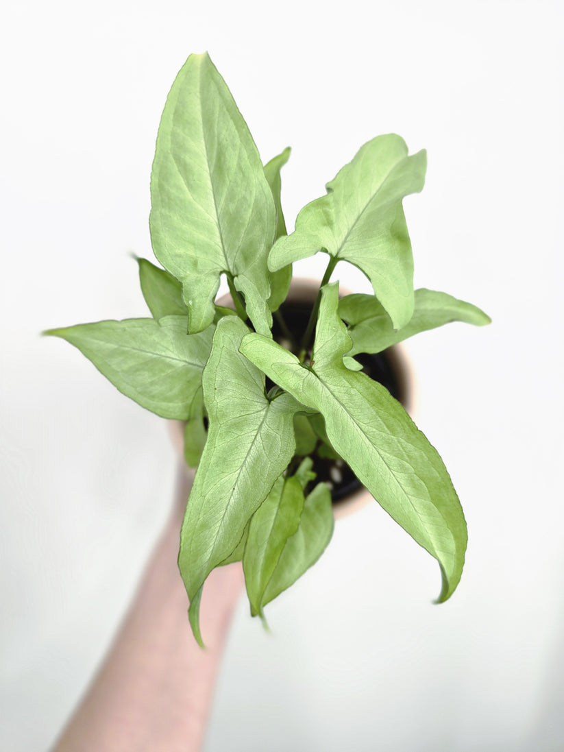 Syngonium Podophyllum 'Silver Fox' - 100mm – Ivy Jungle