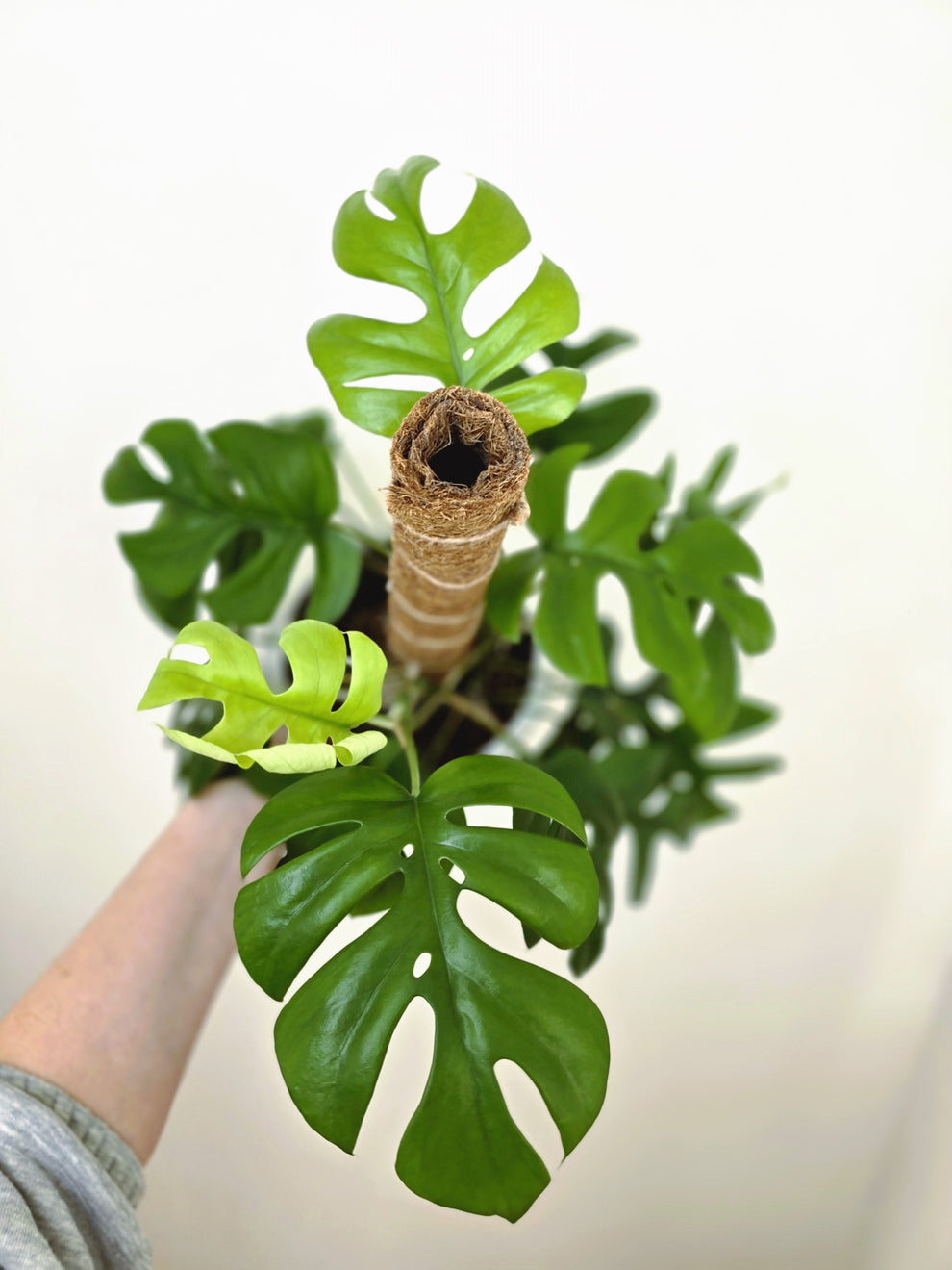 Rhaphidophora Tetrasperma 'Mini Monstera' Totem - 150mm – Ivy Jungle