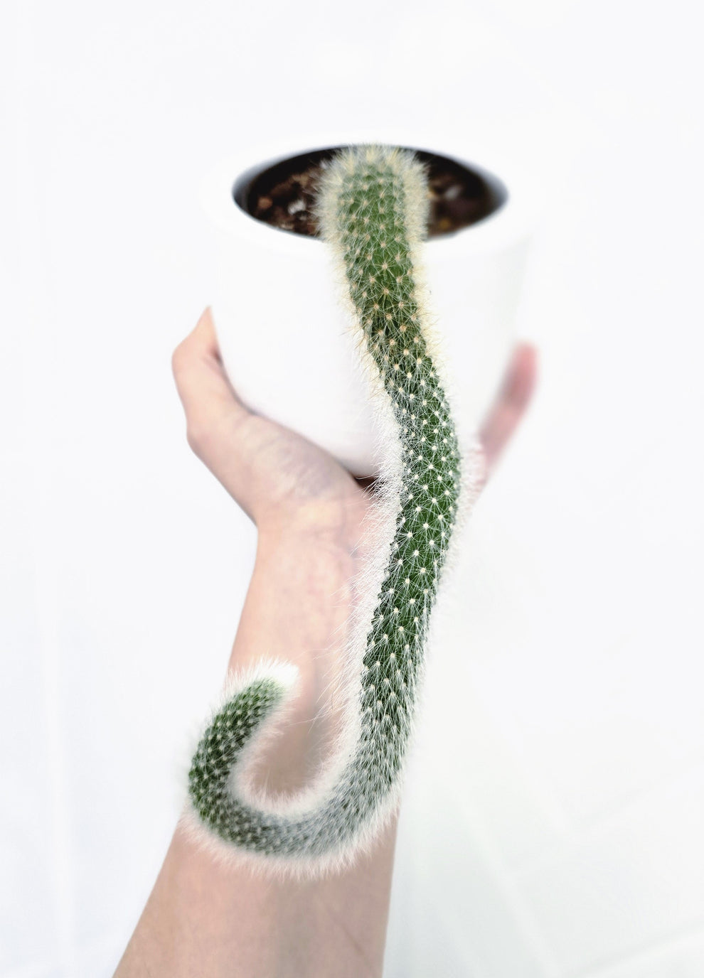 Hildewintera Colademononis 'Monkeys Tail' Cactus - 80mm – Ivy Jungle