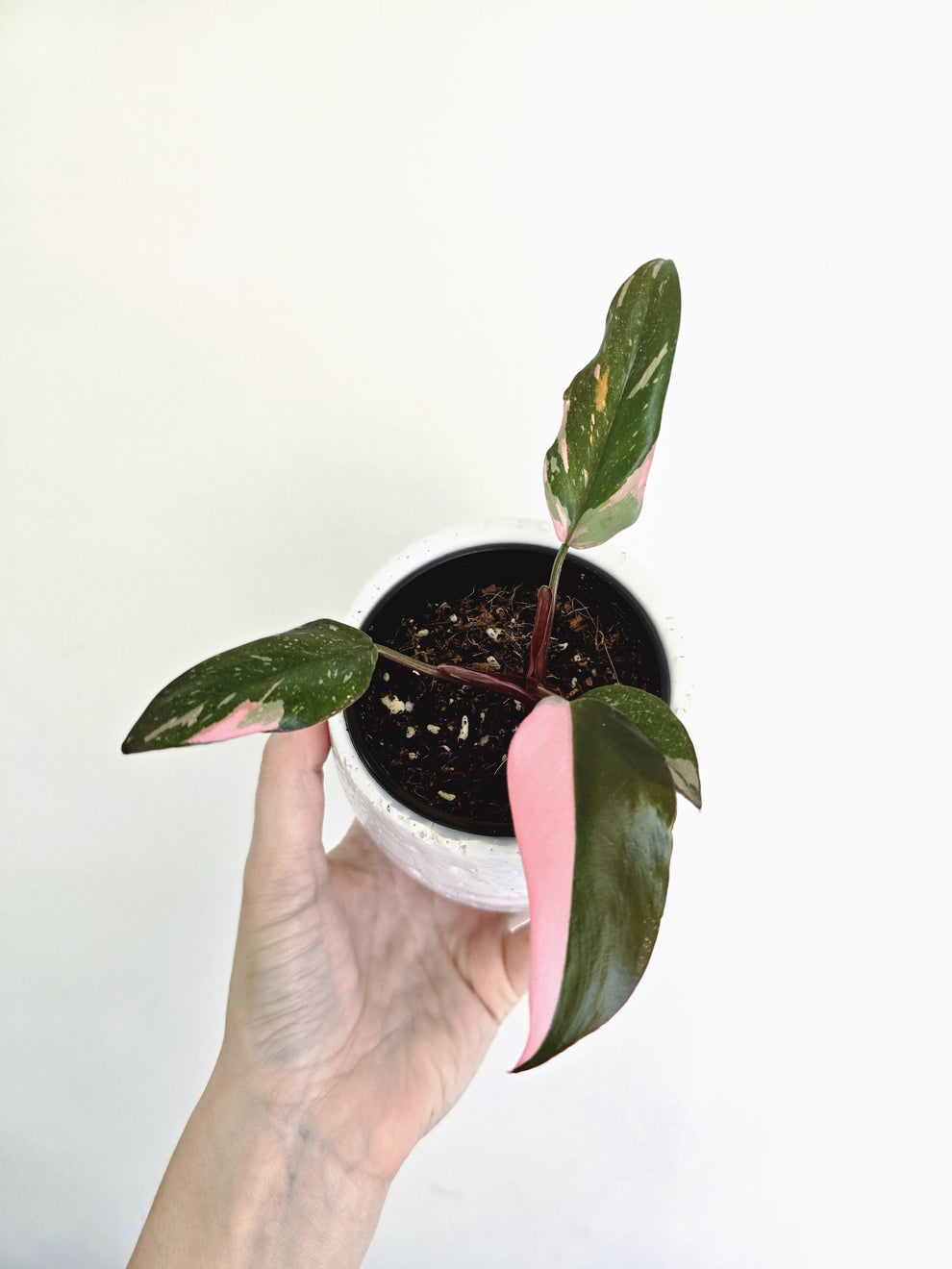 Philodendron Erubescens 'Pink Princess' - 80mm – Ivy Jungle