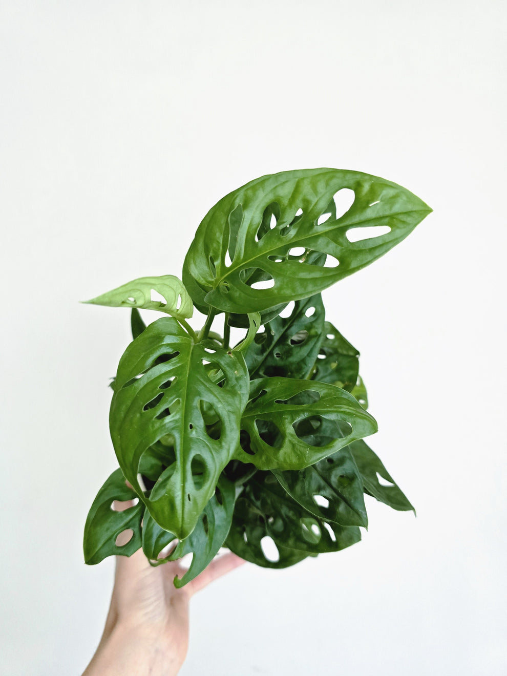 Monstera Adansonii 'Monkey Mask' - 118mm – Ivy Jungle