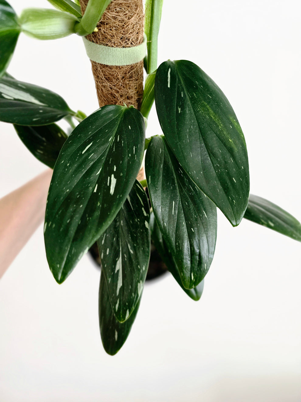 Monstera 'Standleyana' Variegata Totem - 150mm – Ivy Jungle