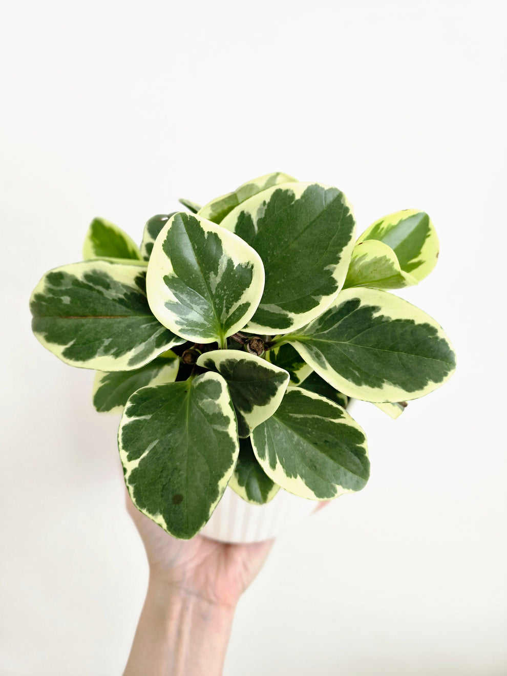 Peperomia Obtusifolia 'Variegata' - 118mm – Ivy Jungle